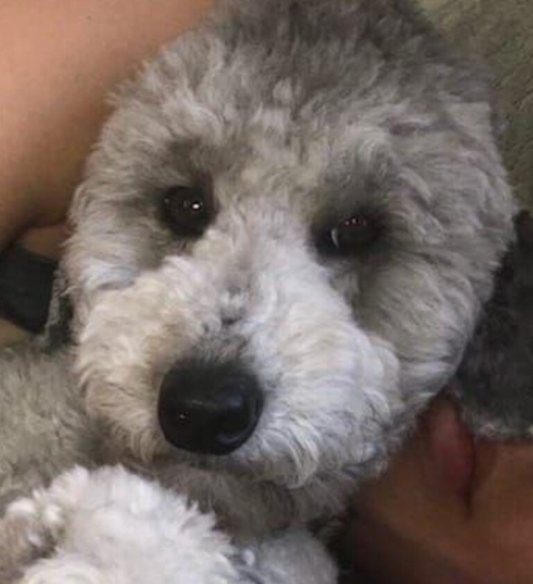 Poodles Not Doodles
